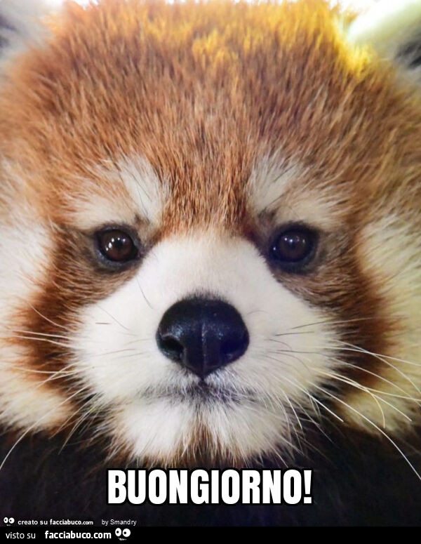 Buongiorno - Facciabuco.com
