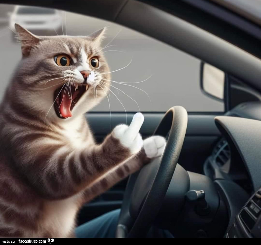 I gatti come gli umani - Facciabuco.com